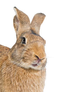 Belgian Hare For Sale | Rabbits | Breed Information | Omlet