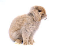 Rabbits | Breed Information | Omlet