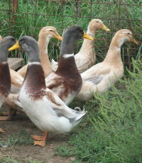 Saxony Ducks | Duck Breeds