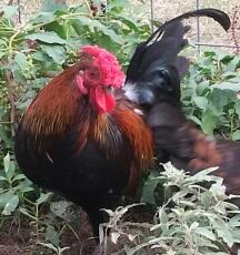 Red Cap (Sombrero Rojo) Chickens | Red Cap (Sombrero Rojo) For Sale