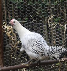 Brakel Chickens | Brakel For Sale | Chicken Breeds