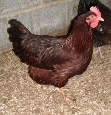 Rhode Island Red Chickens | Rhode Island Red For Sale | Chicken Breeds