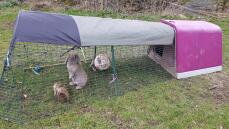 Mini Lop Rabbits | Mini Lop For Sale | Rabbit Breeds