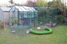 Outdoor Rabbit Run | Large Outdoor Rabbit Enclosure | Omlet