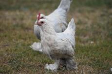 Booted Bantam Chickens | Booted Bantam For Sale | Chicken Breeds