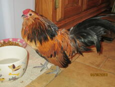 Barbu d'Anvers Chickens | Barbu d'Anvers For Sale | Chicken Breeds