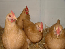 Plymouth Rock Bantam Chickens | Plymouth Rock Bantam For Sale