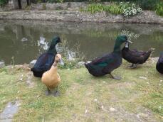 Cayuga Ducks | Duck Breeds