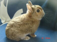 Netherlands Dwarf (Coloured) Rabbits | Netherlands Dwarf (Coloured) For ...