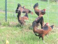 Red Cap (Sombrero Rojo) Chickens | Red Cap (Sombrero Rojo) For Sale