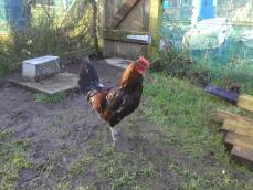 Red Cap (Sombrero Rojo) Chickens | Red Cap (Sombrero Rojo) For Sale