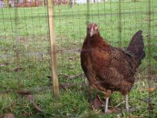 Friesian Chickens | Friesian For Sale | Chicken Breeds
