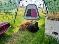 Eglu Go Chicken Coop | Plastic Chicken House for 2-4 Birds | Omlet