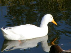 Indian Runners Ducks | Duck Breeds