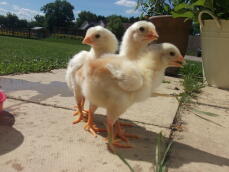 Malay Chickens | Malay For Sale | Chicken Breeds