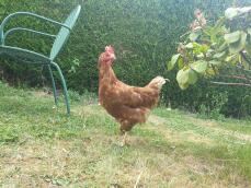 Ex-Battery Hen Chickens | Ex-Battery Hen For Sale | Chicken Breeds