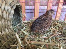 Quails | Guide | Omlet UK