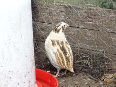 Quails | Guide | Omlet UK