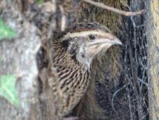 Quails | Guide | Omlet UK