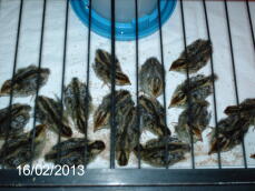 Quails | Guide | Omlet UK