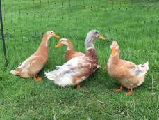 Saxony Ducks | Duck Breeds