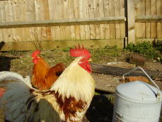 Scots Dumpy Chickens | Scots Dumpy For Sale | Chicken Breeds