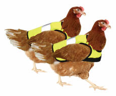 High-Vis Chicken Jacket | Omlet