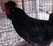 Sultan Chickens | Sultan For Sale | Chicken Breeds