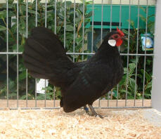 Rosecomb Bantam Chickens | Rosecomb Bantam For Sale | Chicken Breeds