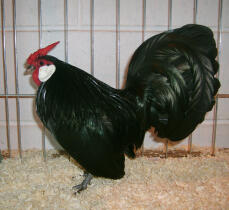 Rosecomb Bantam Chickens | Rosecomb Bantam For Sale | Chicken Breeds