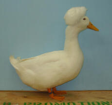 Crested Ducks Ducks | Duck Breeds
