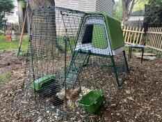 Raised Chicken Coop | Eglu Go UP | Omlet