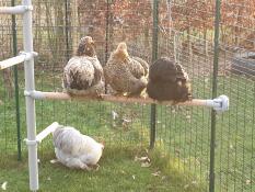 PoleTree Customisable Chicken Perch | Omlet