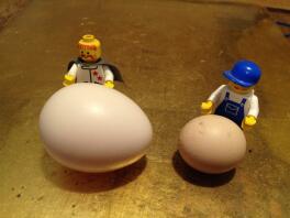 Eggs | Chickens | Guide | Omlet UK