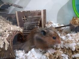 About Hamsters | Hamsters | Guide | Omlet UK