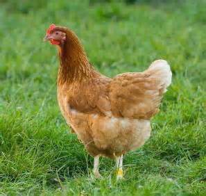 Gingernut Ranger For Sale | Chickens | Breed Information | Omlet
