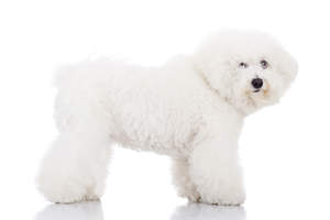 Bichon Frise | Dogs | Breed Information | Omlet