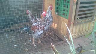 Ancona For Sale | Chickens | Breed Information | Omlet