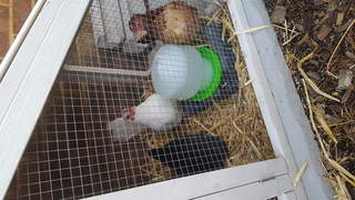 Serama For Sale | Chickens | Breed Information | Omlet