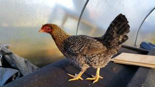 Welbar For Sale | Chickens | Breed Information | Omlet