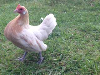 Dutch Bantam For Sale | Chickens | Breed Information | Omlet