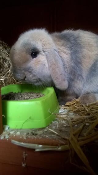 Mini Lop For Sale | Rabbits | Breed Information | Omlet