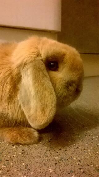 Mini Lop For Sale | Rabbits | Breed Information | Omlet