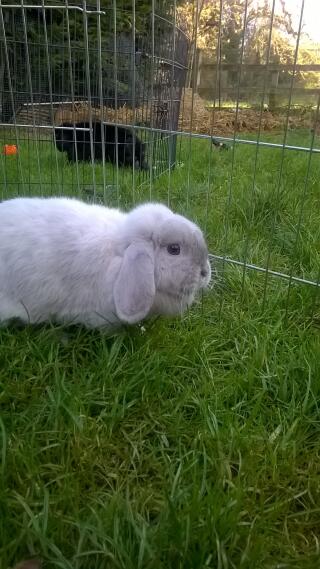 Mini Lop For Sale | Rabbits | Breed Information | Omlet