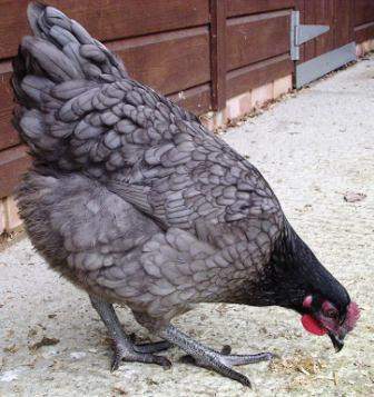 Hybrid For Sale | Chickens | Breed Information | Omlet