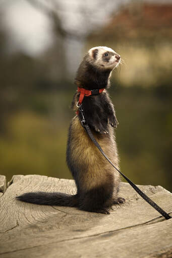 Sable Ferret