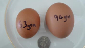 Compare Your Eggs to Commercial Eggs | Eggs | Chickens | Guide | Omlet UK