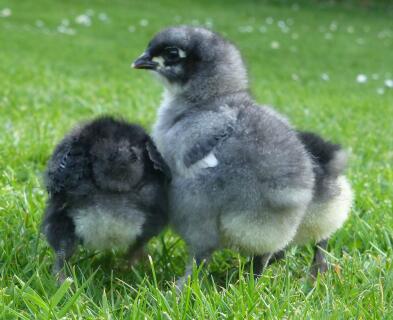 Marans For Sale | Chickens | Breed Information | Omlet