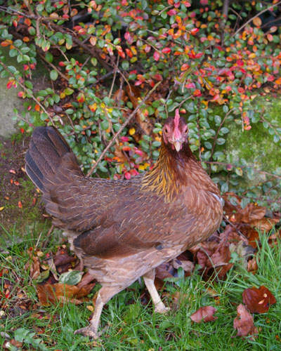Welsummer For Sale | Chickens | Breed Information | Omlet