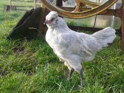 Araucana For Sale | Chickens | Breed Information | Omlet